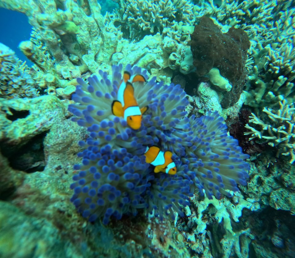 Snorkeling Menjangan: Complete 2025 Guide to Bali’s Coral Paradise ...