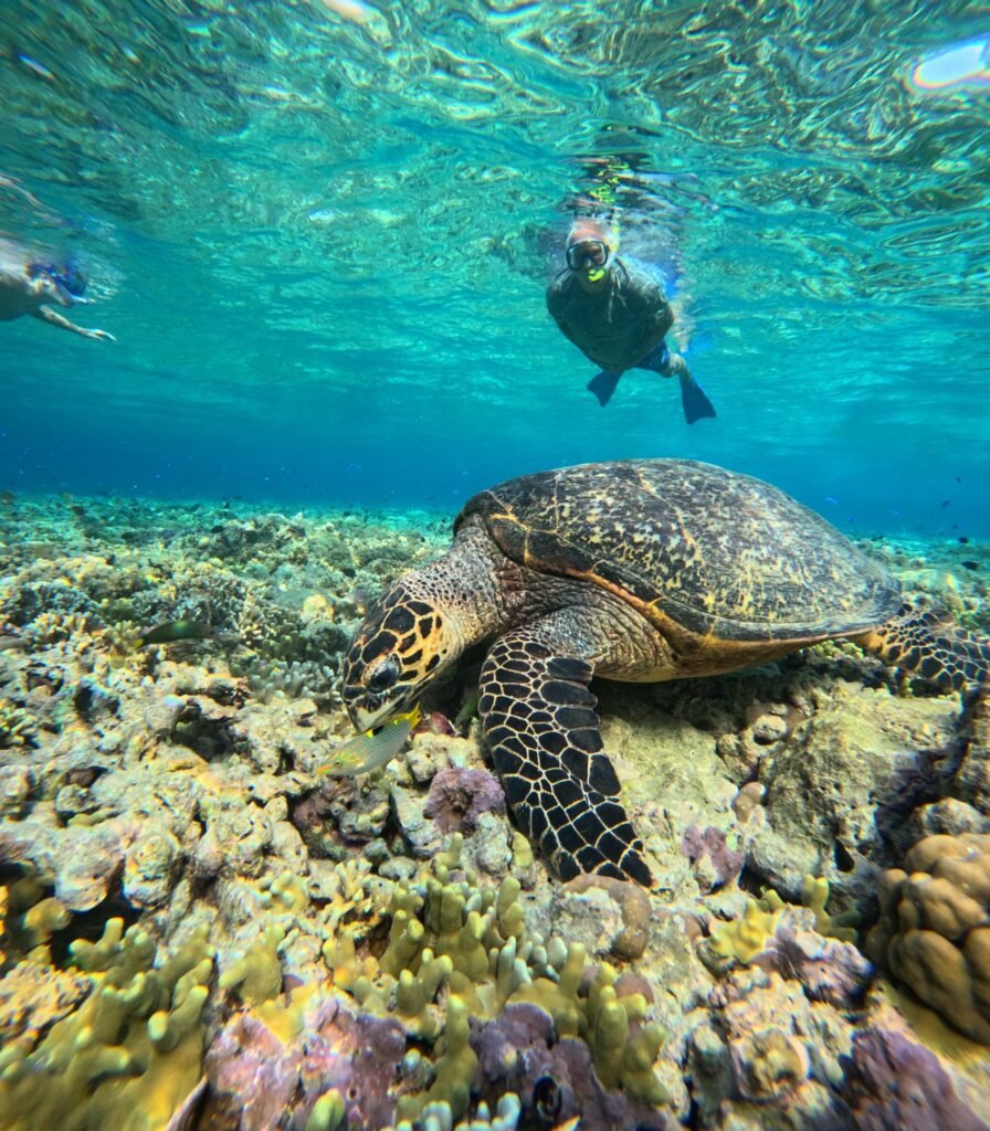 Menjangan Island Bali, The Ultimate Snorkeling and Diving Paradise ...