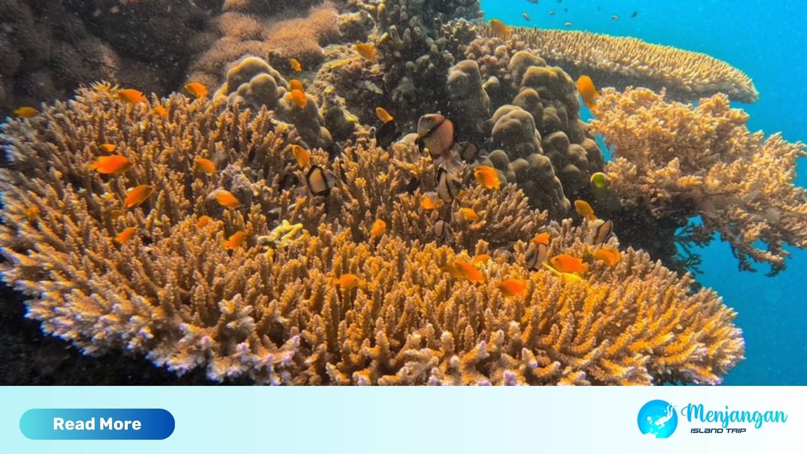 Bali National Park Snorkeling Menjangan: Best Spots and Tips for 2025 ...